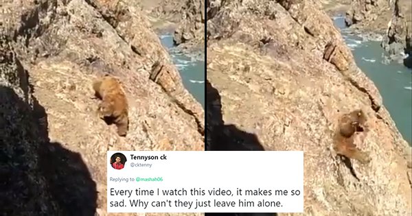 A Video Of A Bear Falling Off A Cliff After Being Pelted With Stones ...