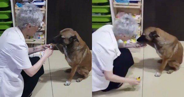 This Video Of An Injured Doggo Going To A Pharmacy On His Own Will Cure ...