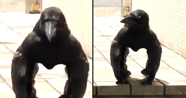 The Internet Is Losing Its Shit Over A Crow That Looks Like A Gorilla ...
