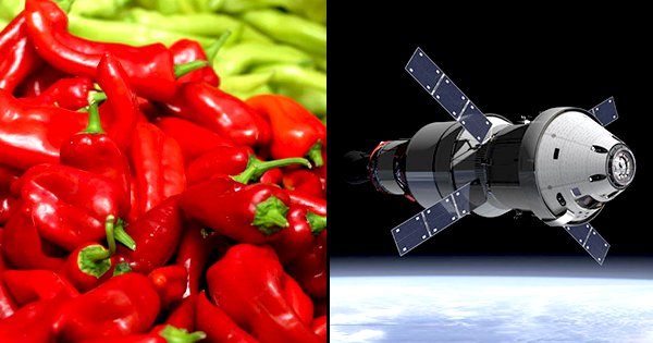 NASA To Grow Chilli Peppers In Space Because Astronauts Said They Want ...