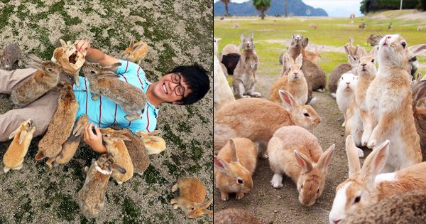Here's Everything You Need To Know About The Rabbit Island In Japan