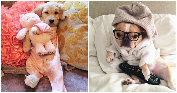 31 Adorable Doggo Pictures To Help You Forget The Pain Of India’s World ...