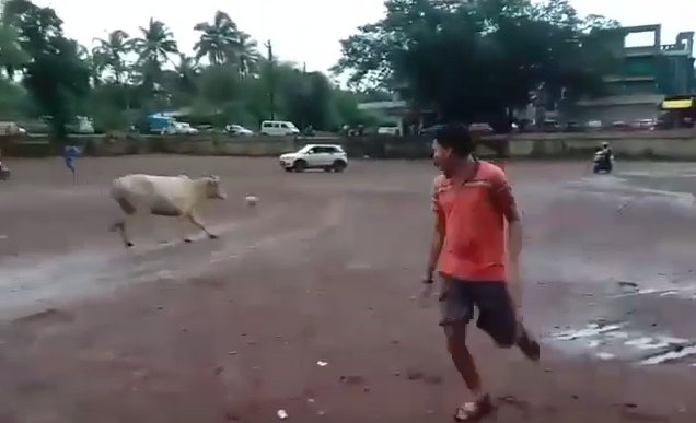 Cow Plays Football In Viral Video