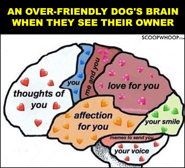 Over-Friendly Dog Memes.