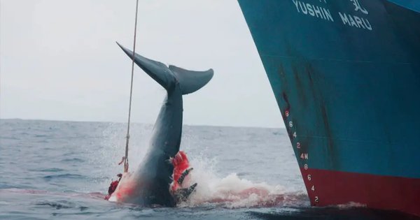 In Heartbreaking News, Japan Resumes Commercial Whaling For The First ...