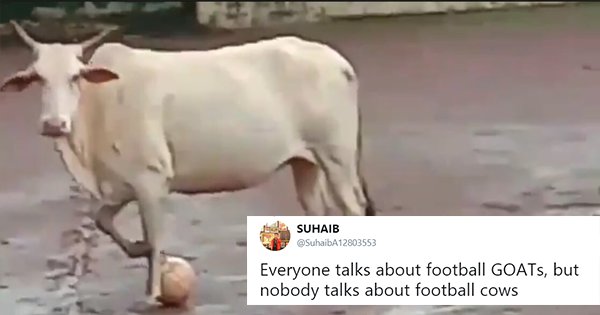 Cow Plays Football In Viral Video