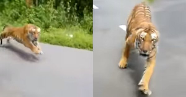 Tiger Chases Two Forest Officials Riding On A Bike Through A Kerala ...