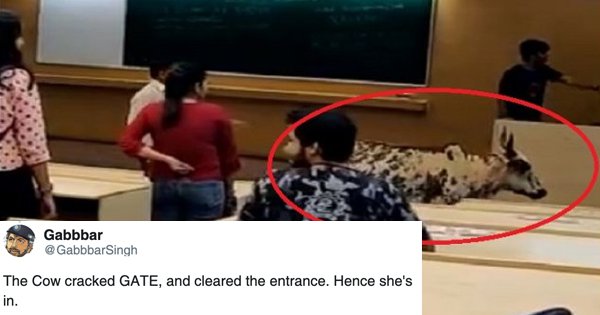 A Video Of A Cow Strolling Into A Classroom At IIT-Bombay Has Gone Viral