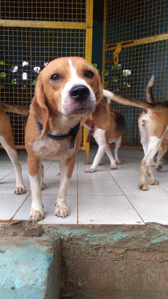 21 Beagles Are Up For Adoption After Being Released From A Testing Lab