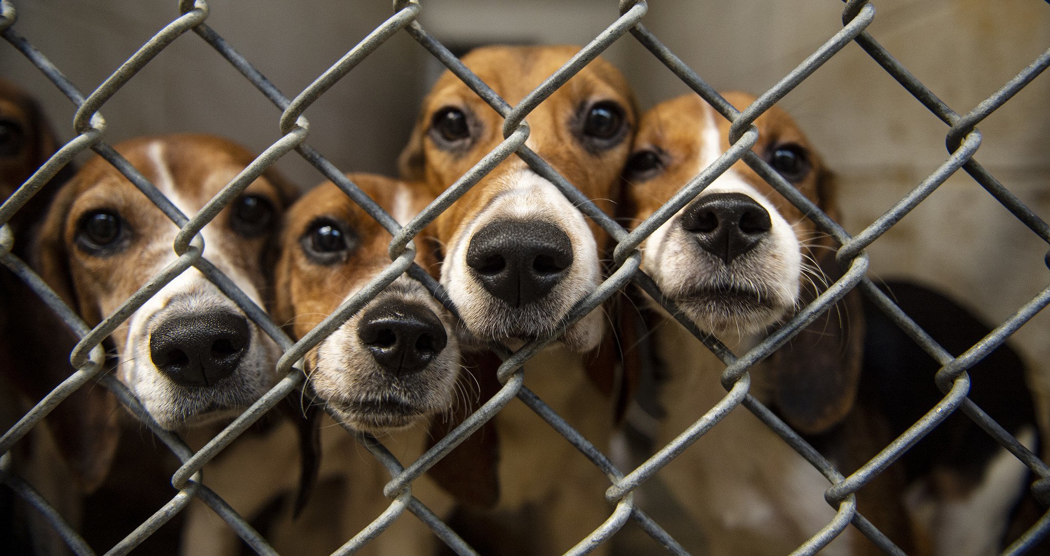 21 Beagles Are Up For Adoption After Being Released From A Testing Lab