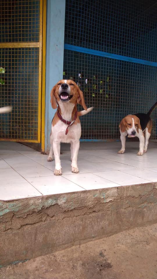 21 Beagles Are Up For Adoption After Being Released From A Testing Lab