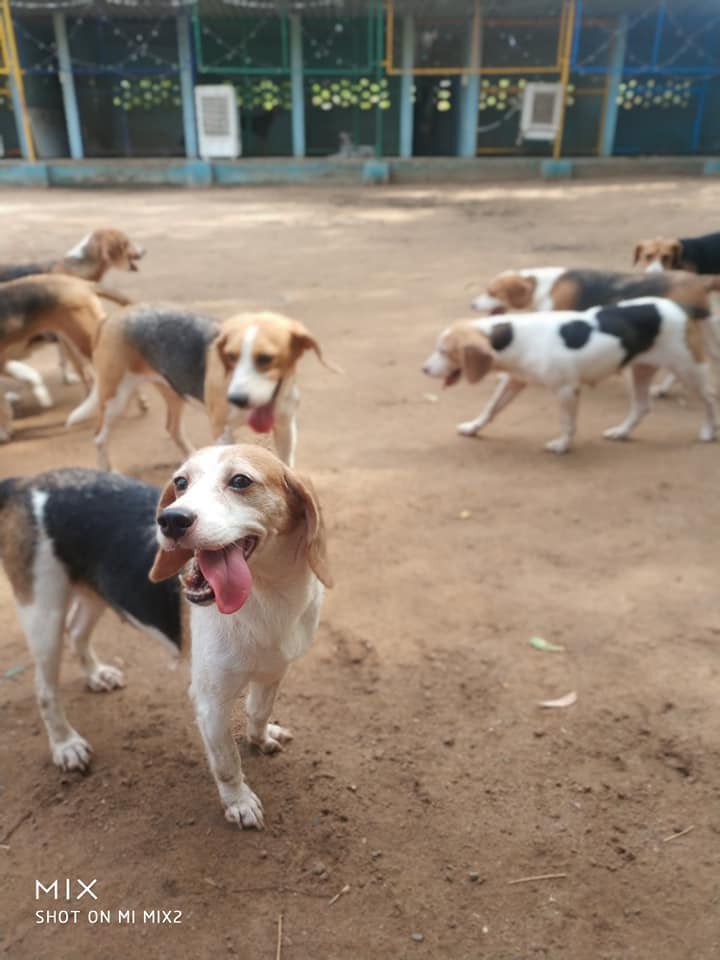 21 Beagles Are Up For Adoption After Being Released From A Testing Lab