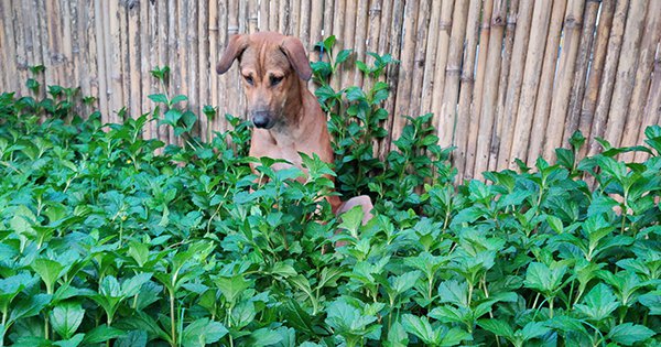 TikTok's Heartwarming Initiative Of Making Homes For Stray Dogs Is ...