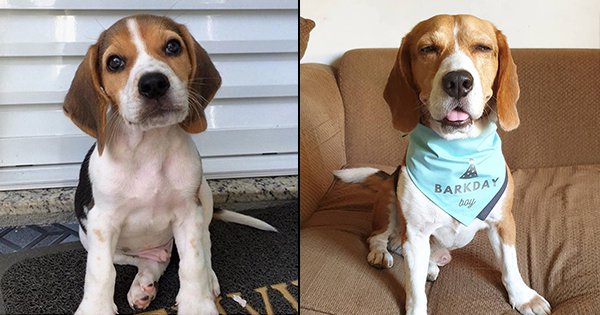 Just 20 Pictures Of Beagles Being Cute To Take Away Your Monday Blues