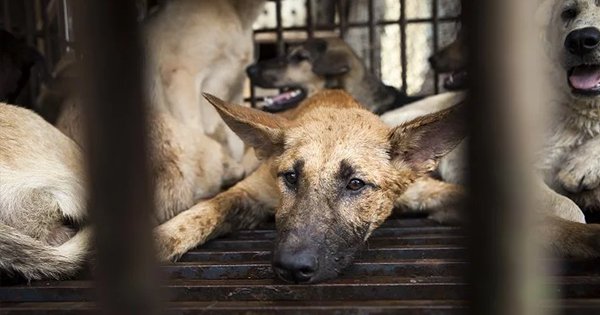 Dogs Rescued From Dog Meat Trade Are Looking To Get Adopted