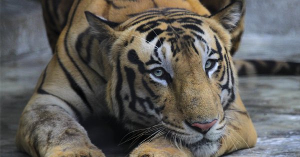 'Rama' The Tiger Dies, Animal Activist Accuses Delhi Zoo Authorities Of ...