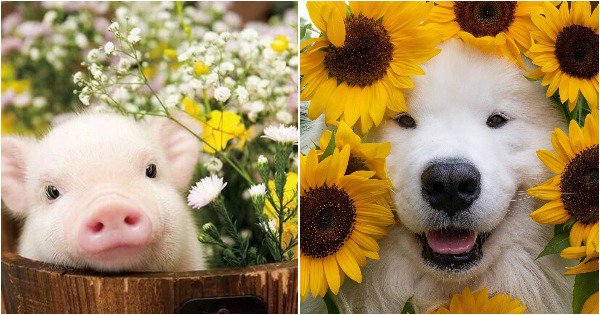 Just Some Photos Of Baby Animals Surrounded By Flowers To Make Your Weekend