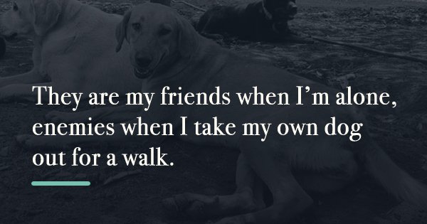 People Share What They Feel About The Stray Dogs Around Them