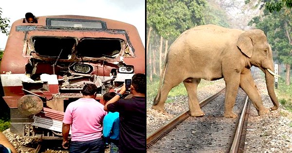 Elephant Hit By Train In West Bengal's Dooars Passes Away After ...