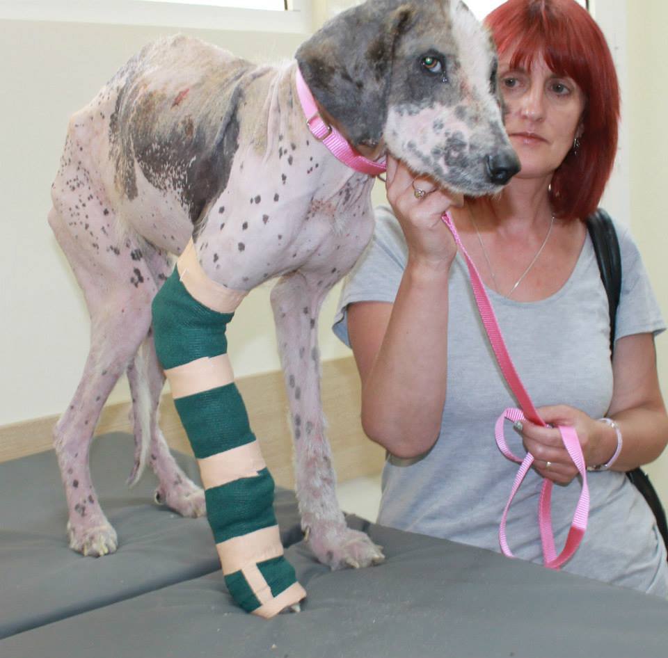 This Dog's Transformation Story Proves That Love & Care Can Truly ...