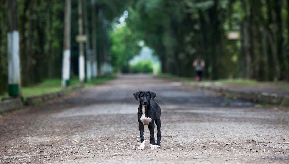 This Dog's Transformation Story Proves That Love & Care Can Truly ...