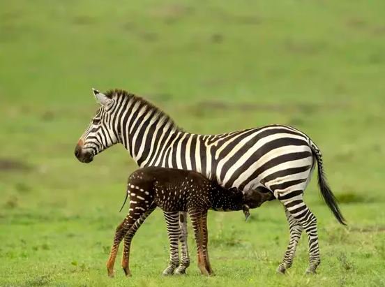 Rare Spotted Baby Zebra Centre Of Attraction For Tourists & Locals At ...