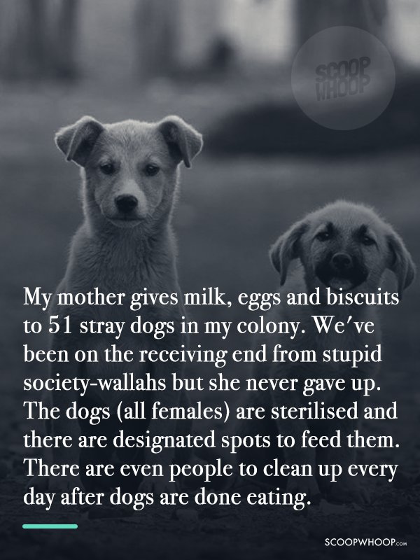 People Share What They Feel About The Stray Dogs Around Them