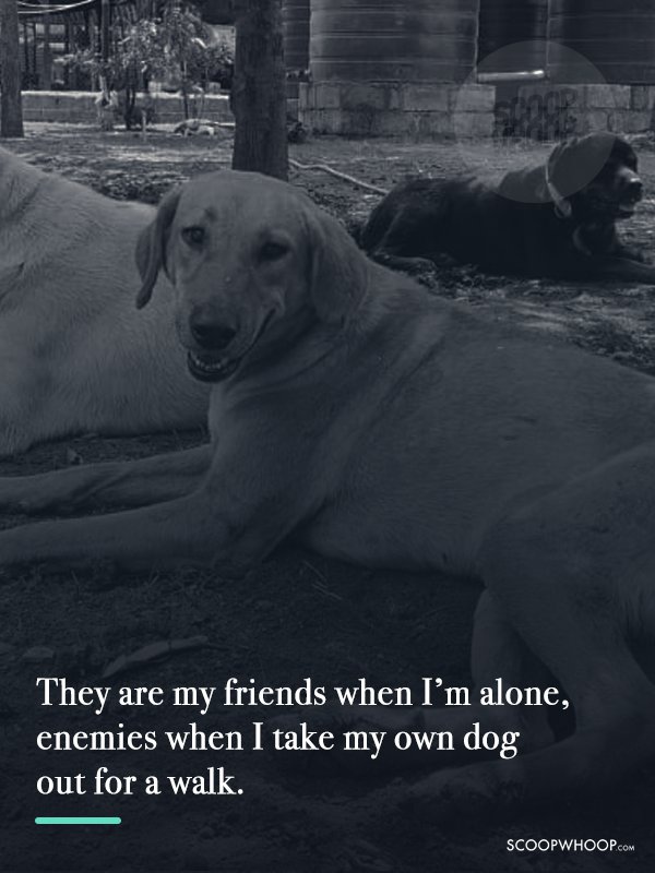 People Share What They Feel About The Stray Dogs Around Them