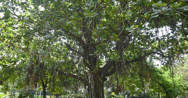 UP Government To Give Trees Over A 100 Years Of Age 'Heritage' Status ...