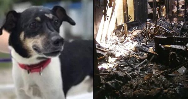 Loyal Dog Sacrifices Its Life To Save Family From House Fire