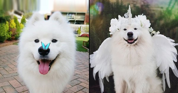 40 Adorable Pictures Of Samoyed Doggos That Will Put A Smile On Your Face