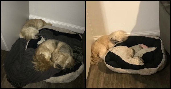 This Picture Of A Doggo Still Leaving Space For His Deceased Best ...