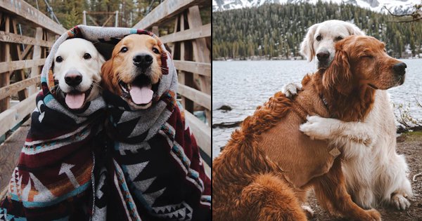 These Two Doggos Are Proof That No Matter What, Best Friends Make Life ...