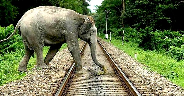 Another Elephant Hit By Speeding Train, When Will Govt Ensure Animal ...