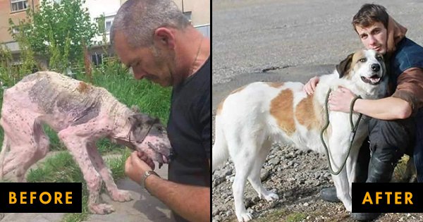 This Dog's Transformation Story Proves That Love & Care Can Truly ...