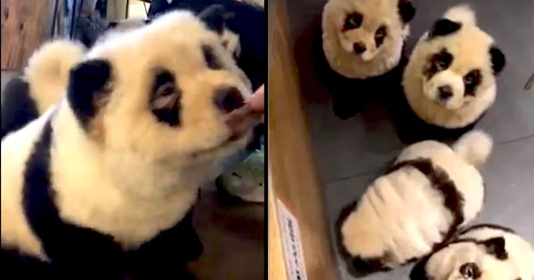 People Are Calling Out This Pet Cafe In China That's Dyeing Dogs To ...