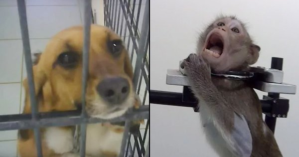 Video Reveals Horrible Conditions In A German Lab, Monkeys Screaming In ...