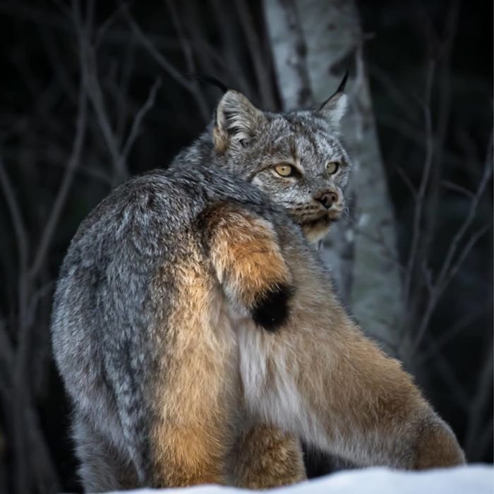 This Canadian Lynx Cat Might Just Be The The Most Majestic Furball We ...