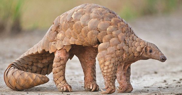 A Rare Pangolin Was Beaten To Death By Villagers In Gurugram Because ...