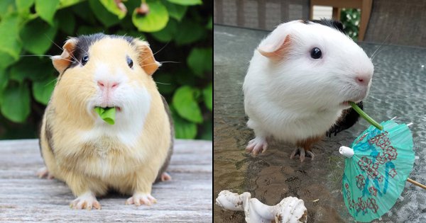 20 Cute Pictures Of Guinea Pigs To Make Your Day
