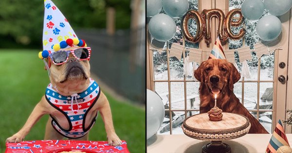 Just Photos Of Dogs Partying And Having The Time Of Their Lives. What ...
