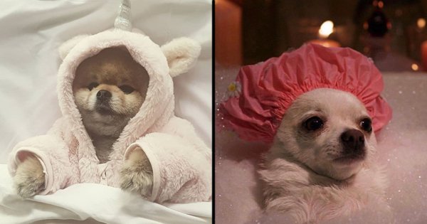 These Animals Receiving Much Needed Tender Love & Care Are Truly Living ...