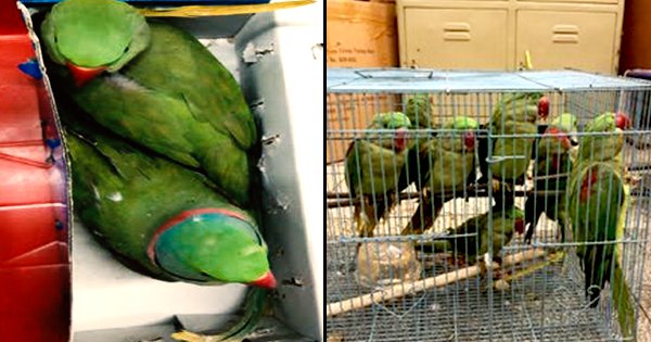 13 Parrots Produced At Court After They Were Rescued From The Smuggler