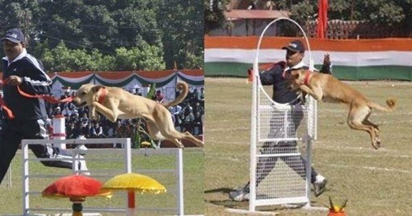 Uttarakhand Police Recruits Indie Dog As Part Of Dog Squad Who ...