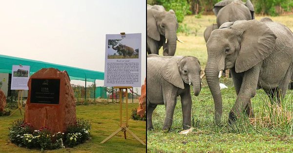 India Gets First Elephant Memorial In Mathura As Tribute To Elephants ...