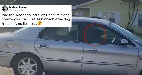 A Dog In Florida Hopped Into A Car Then Reversed It To Drive In Circles ...