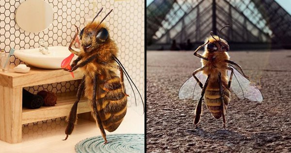 Meet B, The First Ever Influencer Bee On Instagram Who Is Creating ...