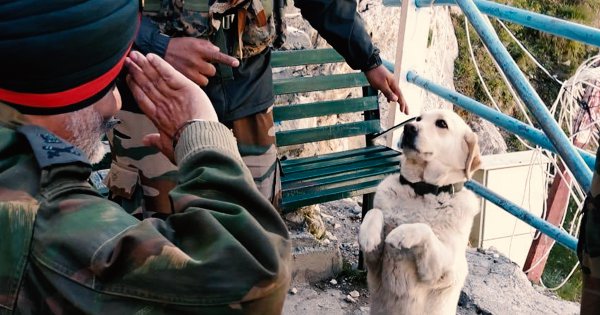 A Picture Of A Lt.General Saluting A Golden Labrador From The K9 Unit ...