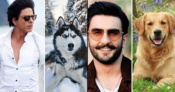 These 8 Celebrities Should Own These Furry Babies According To Their ...