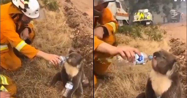 Watch: Firefighter Gives Water To A Thirsty Koala Bear Amidst Australia ...